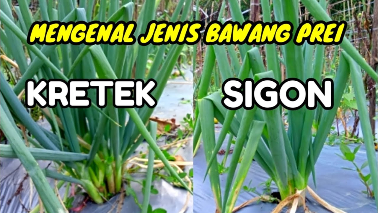 mengenal jenis bawang prei - YouTube
