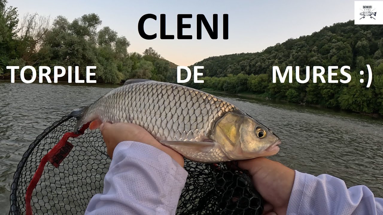 🎣 CLENI!!! Torpile de Mureș!!! Spinning la clean🎣 - YouTube