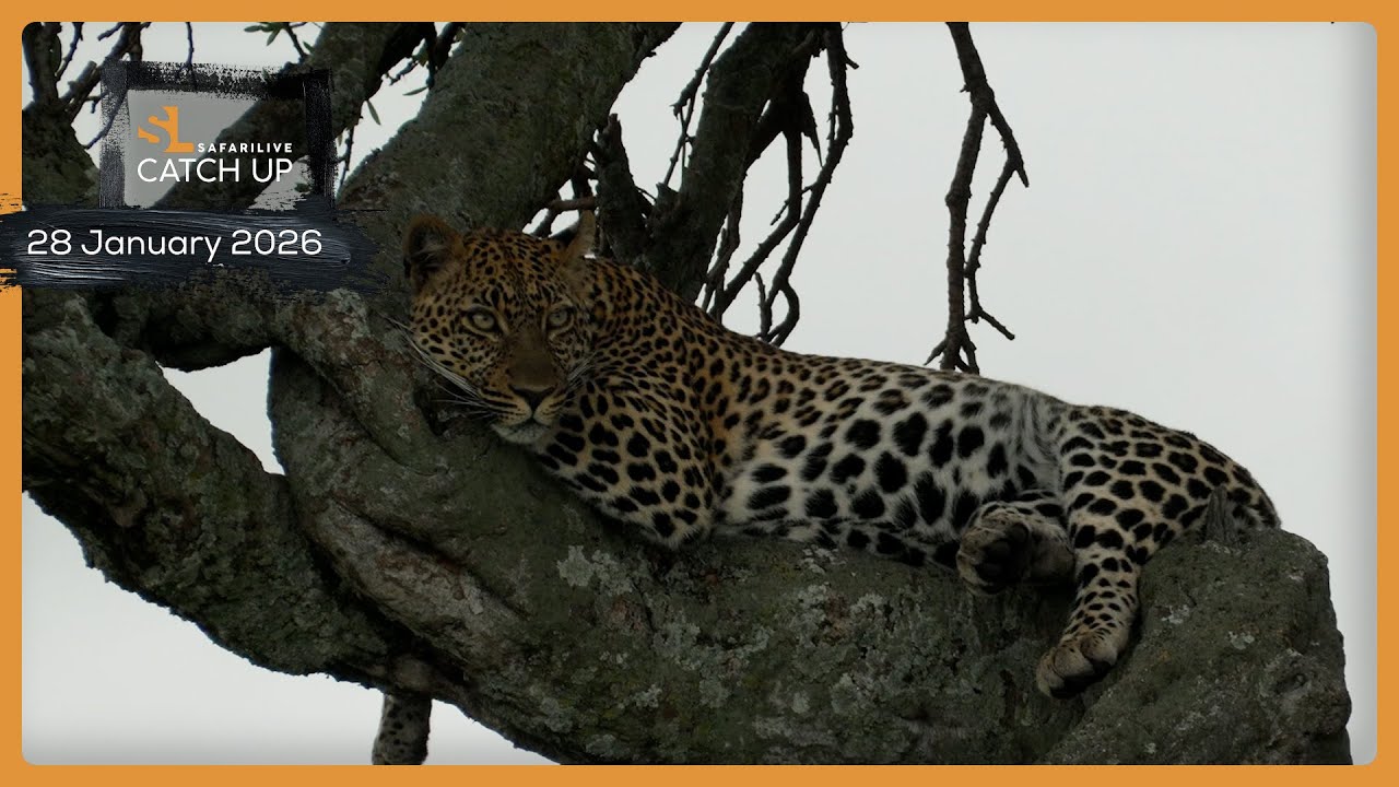 Leopard, rhino, and lions - SafariLIVE Catch Up, 28 January 2026 - YouTube