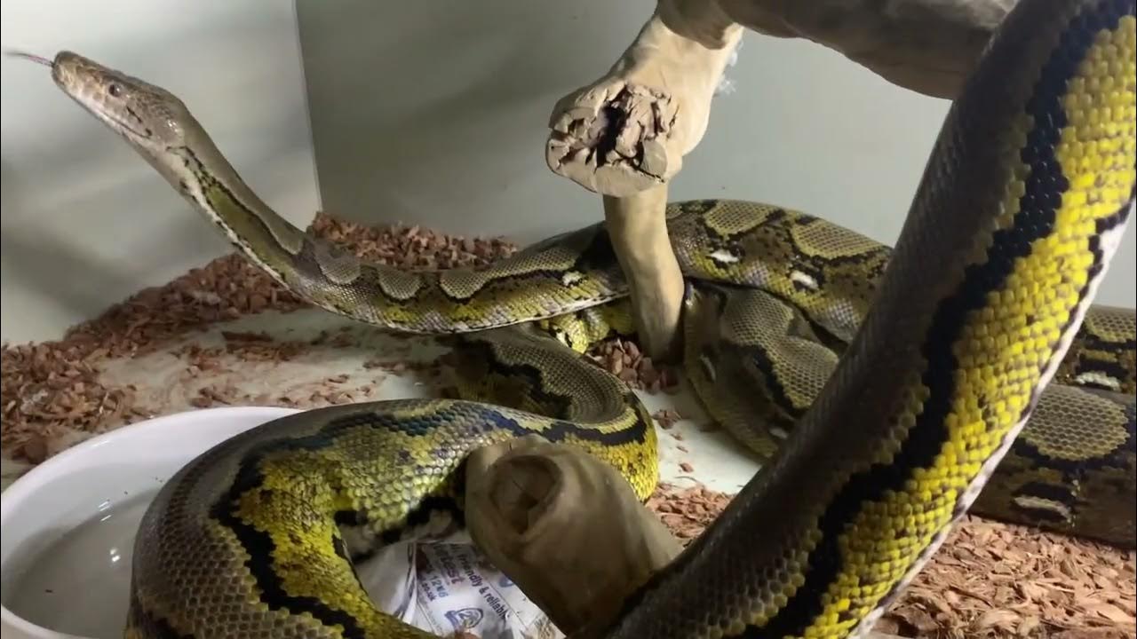 Reticulated Python Clicking/Calling Experiment. Come to me my snake ...