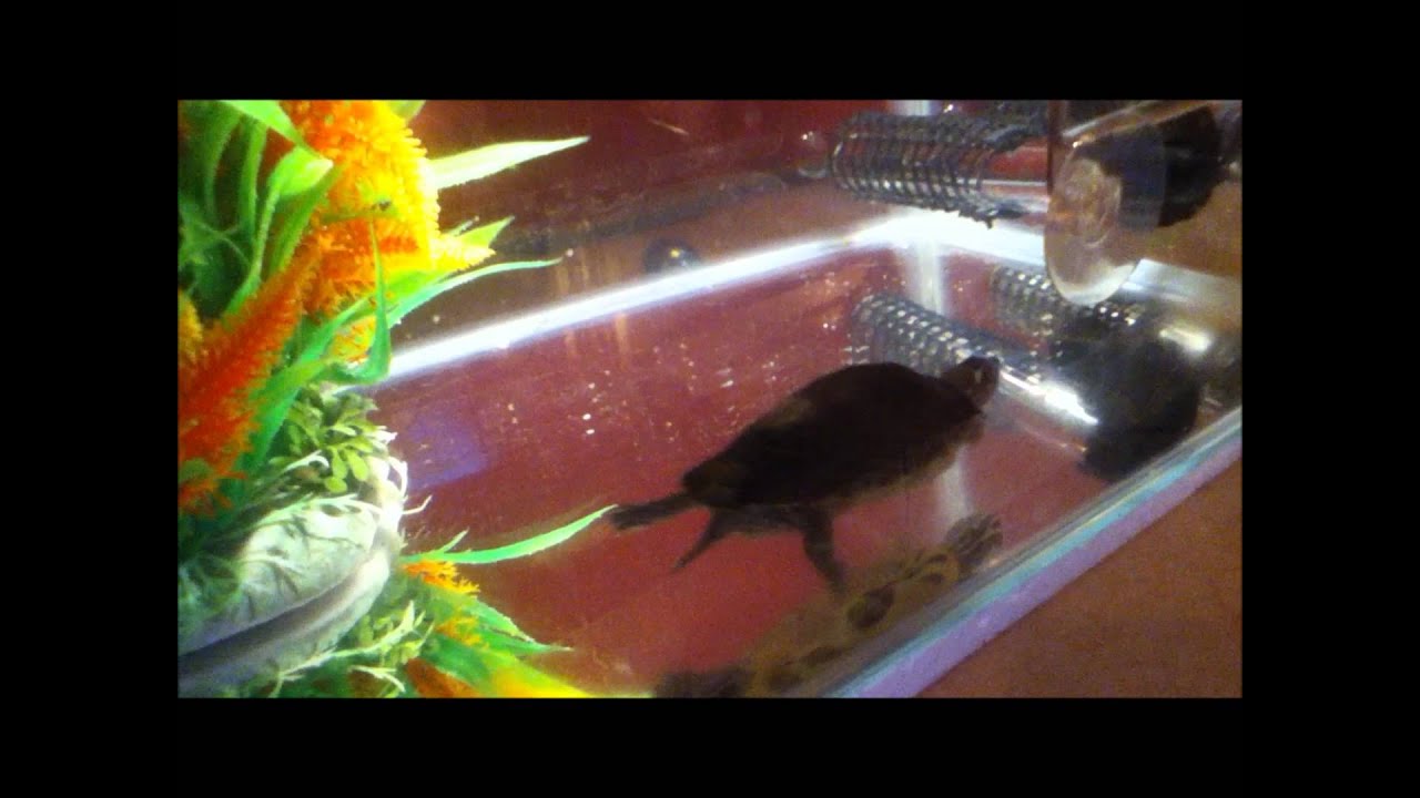 New terrapin tank set up - YouTube