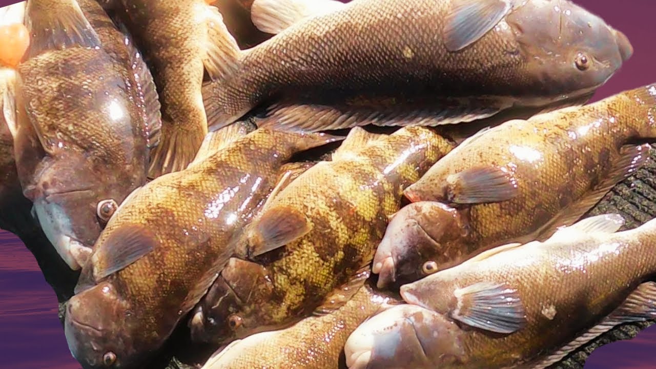 Catch MORE Spring Blackfish/Taug | Tips & Tricks - YouTube