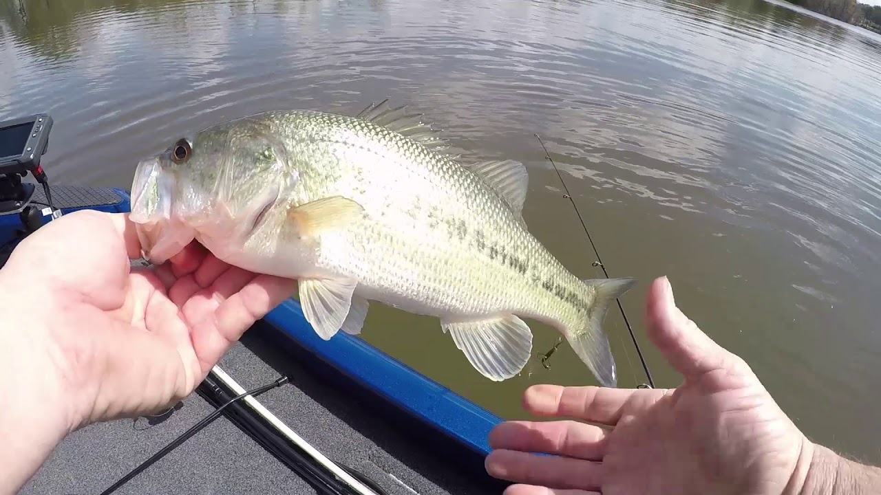 Mojo Bass Rig for PreSpawn Bass - YouTube
