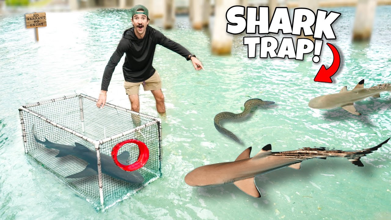I Caught a SHARK in a Fish Trap!! - YouTube