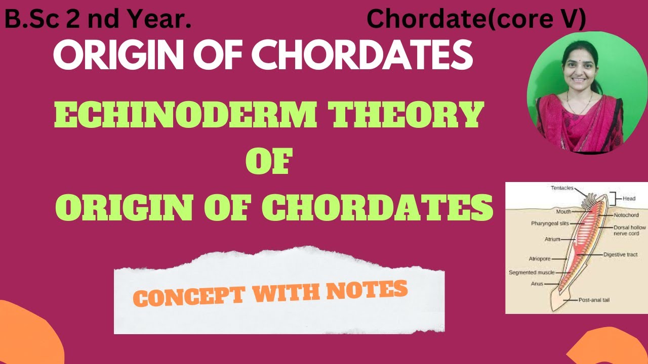 Echinoderm Theory Of Origin of Chordates B.Sc 2nd Year||Origin of ...