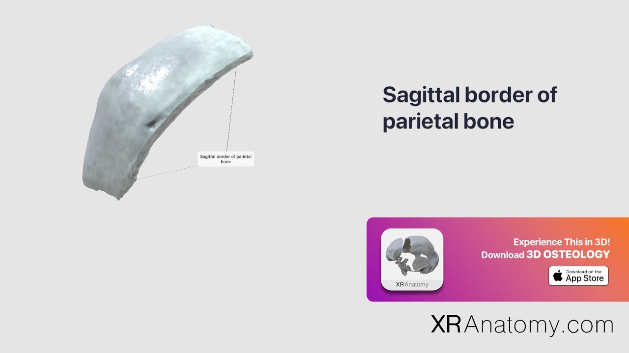 Sagittal border of parietal bone - YouTube
