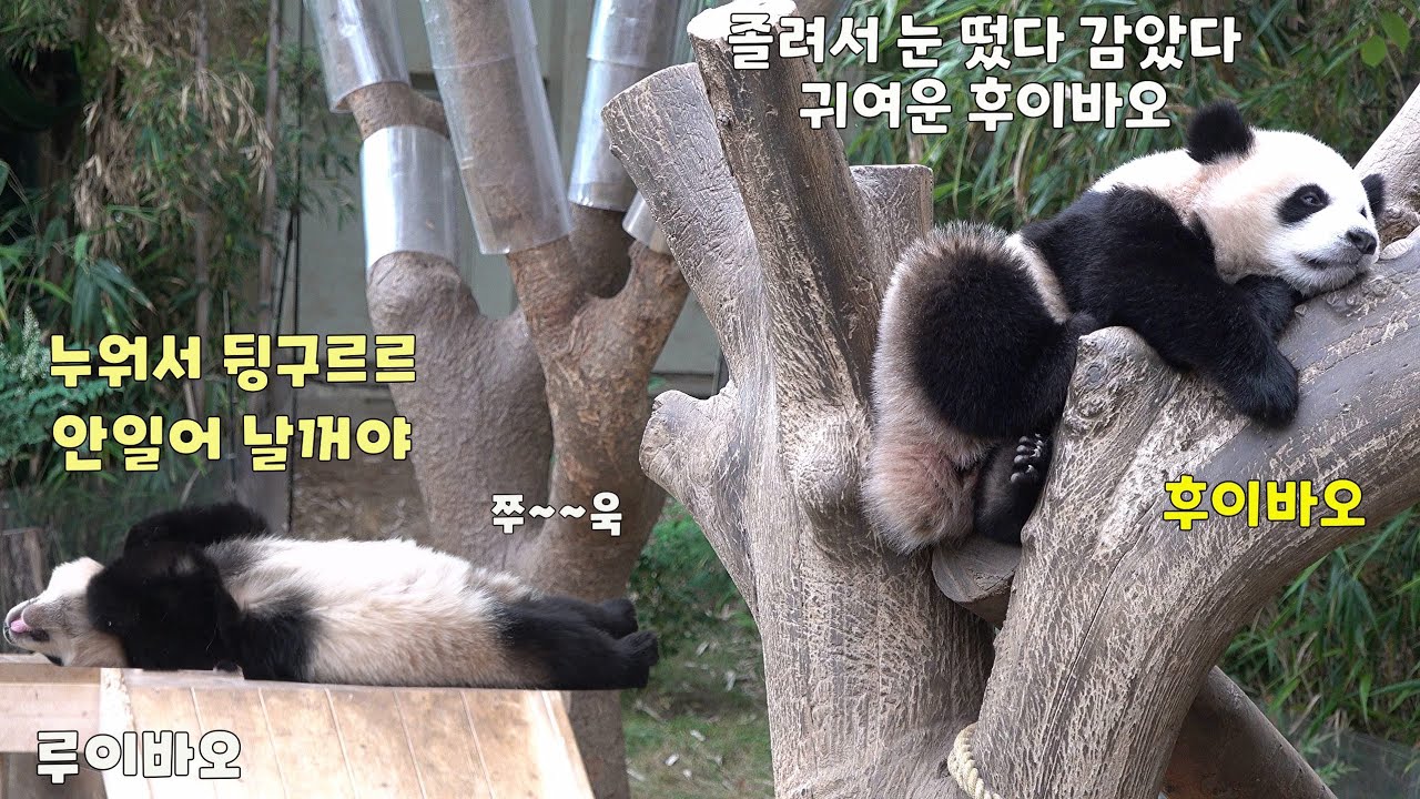 에버랜드 판다 루이바오는 누워서 뒹구르르 안일어날꺼야~ 후이바오는 어부바 나무에서 눈떴다 감았다 귀여운 후이바오 누워서 모든 걸 해결하는 루이의 원칙 아기