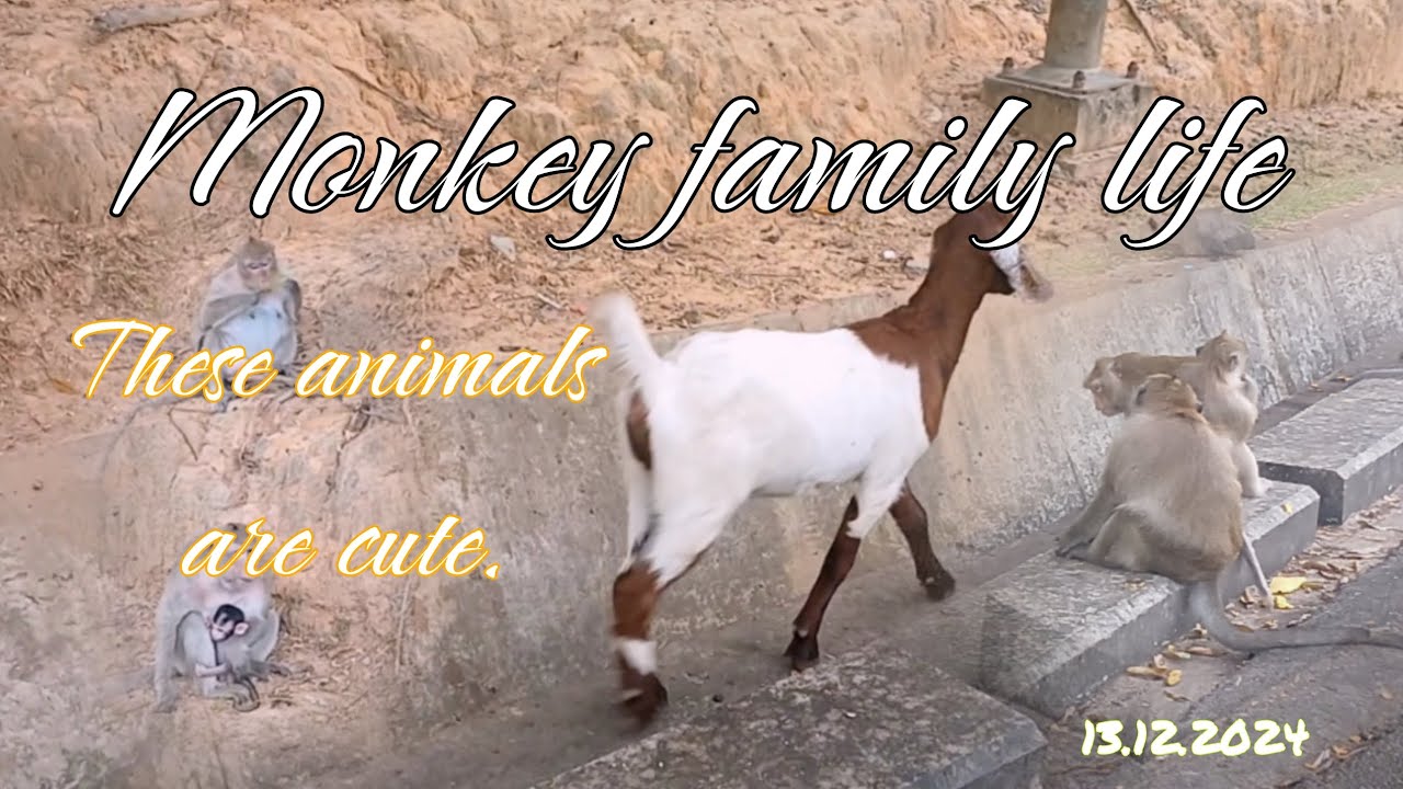 Monkeys and goatsInside the Forest: The Daily Life of a Monkey Family ...