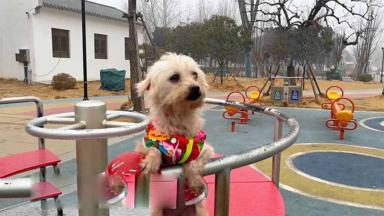 The furry kid, covered in mud and shivering from the cold, changed his ...