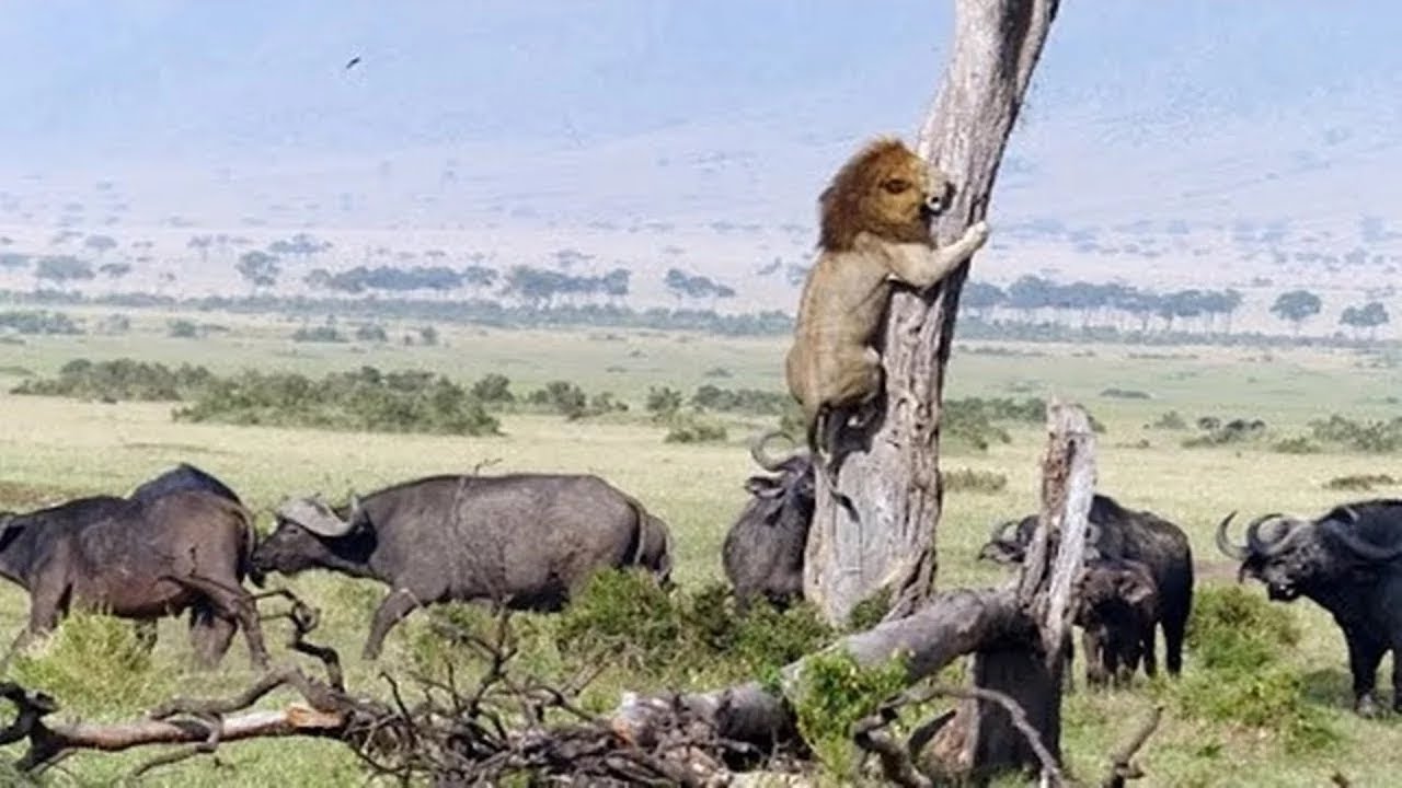 Animals defeats LION 14 times | Worth watching video of unique animal ...