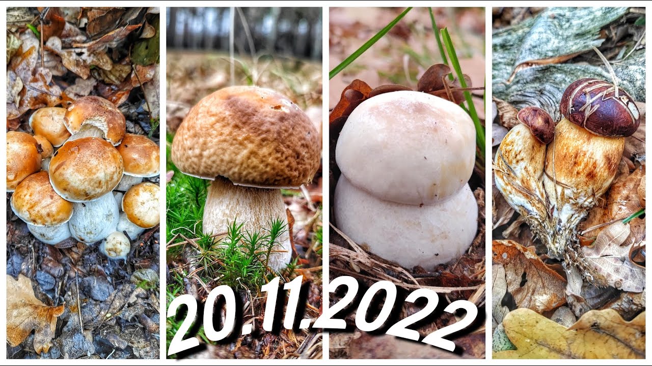 Hríby Huby Houby | 20.11.2022 | novembrové DUBÁKY všetkých farieb stále ...