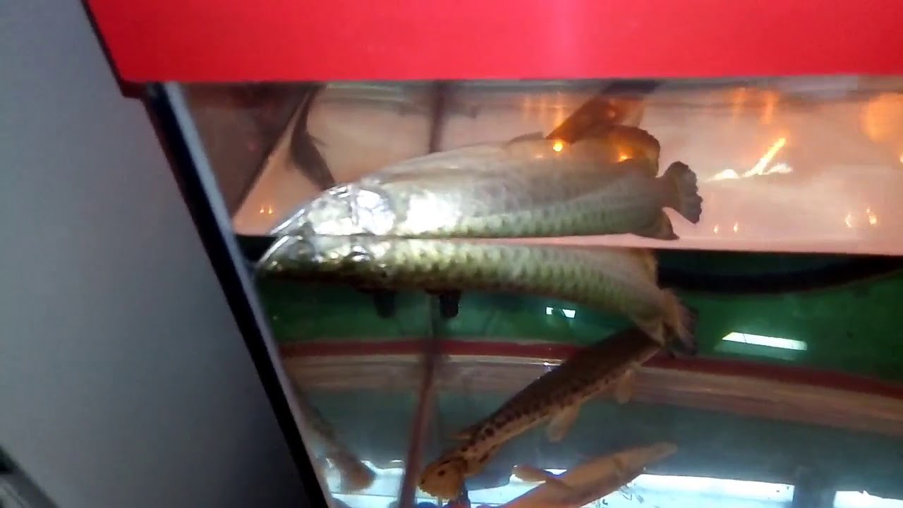 Arowana dead 😢😢😢 - YouTube