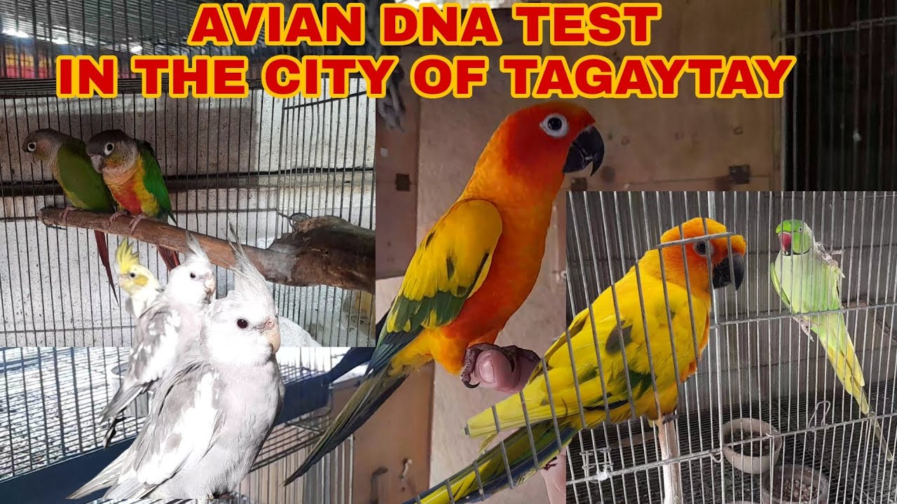 Birds DNA test (Medium birds) - YouTube