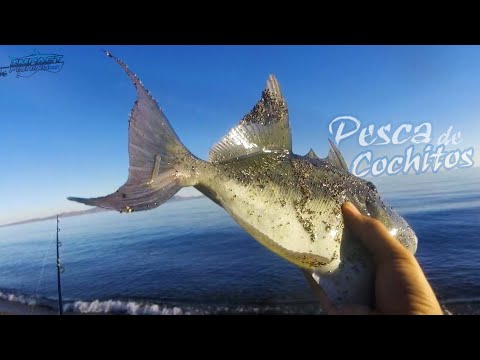 Pescando Cochitos o Pez Ballesta | El Pulgero, BCS - YouTube