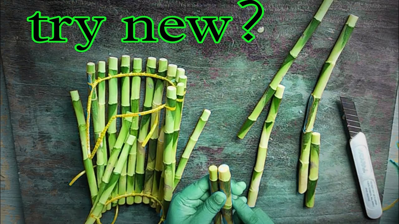 Ultimate Lucky Bamboo Design Tips - YouTube