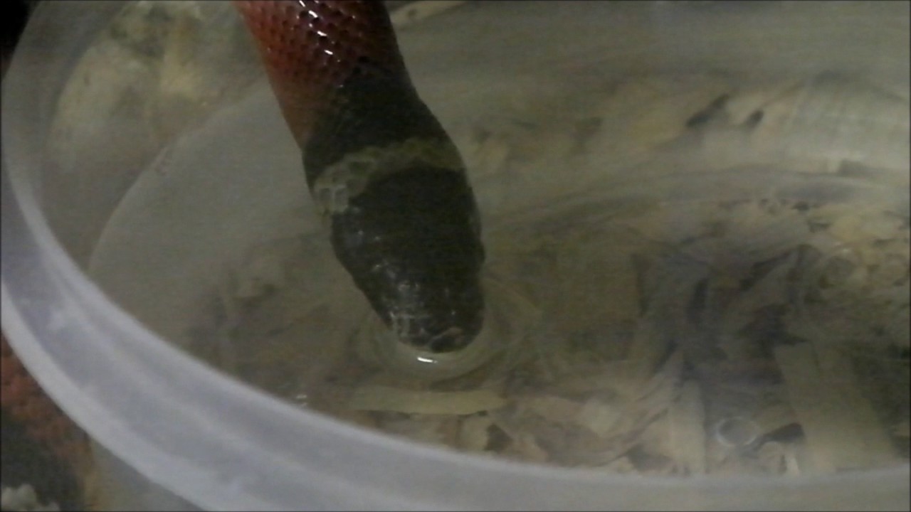 snake drinking - YouTube