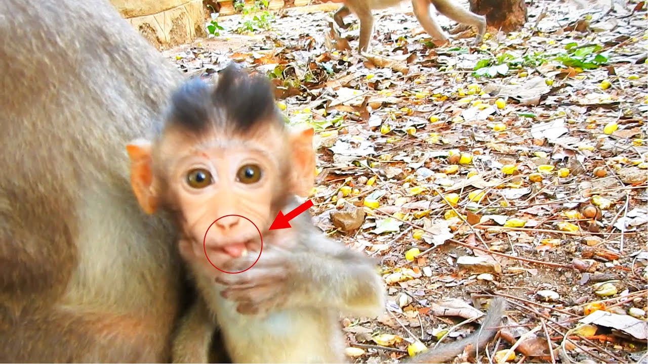 Very good, LILY monkeys foraging and picking wild fruits with MaMa ...