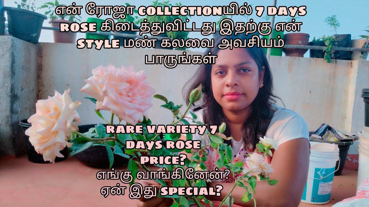 செவன் டே ரோஸ் வளர்ப்பு - identify 7 days rose growing tips | tips to ...