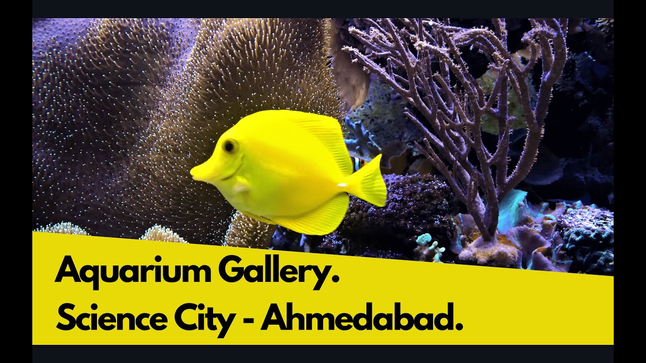 Aquatic Gallery at Science City Ahmedabad. - YouTube