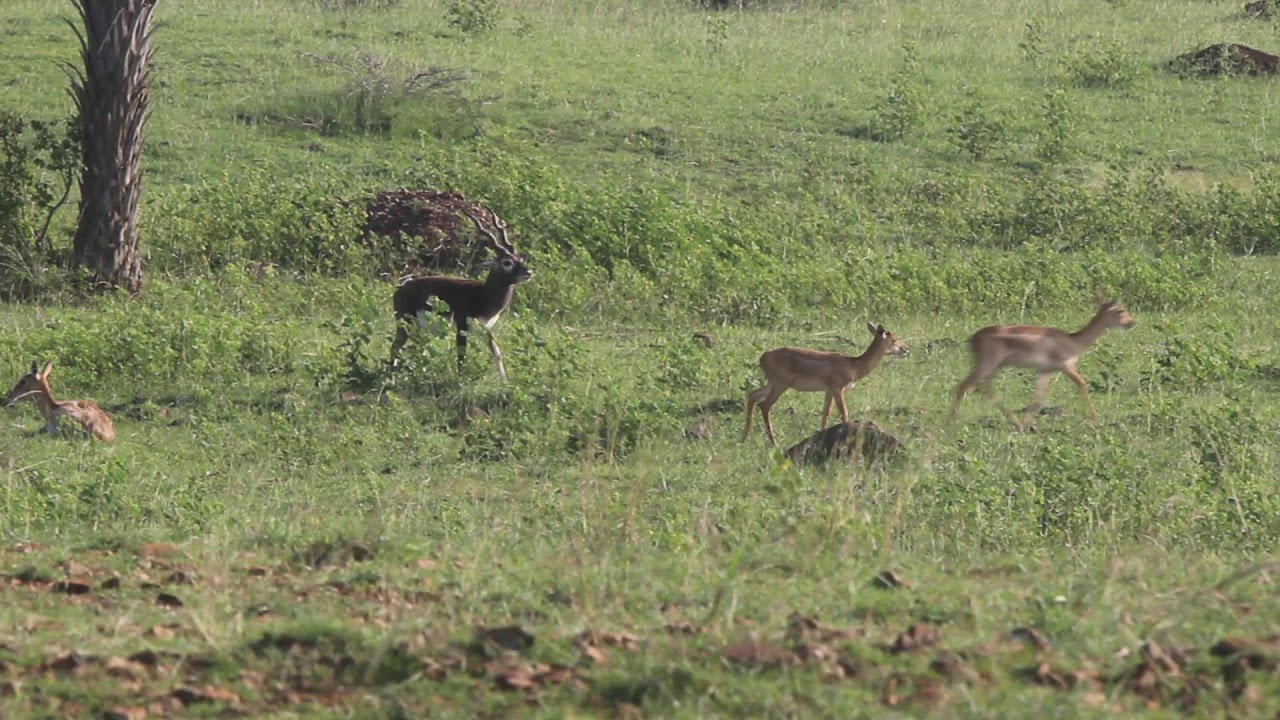 Blackbuck fastest running Indian animal - YouTube
