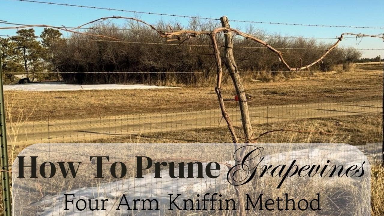 How To Care For Grape Vines - Pruning Tutorial - YouTube