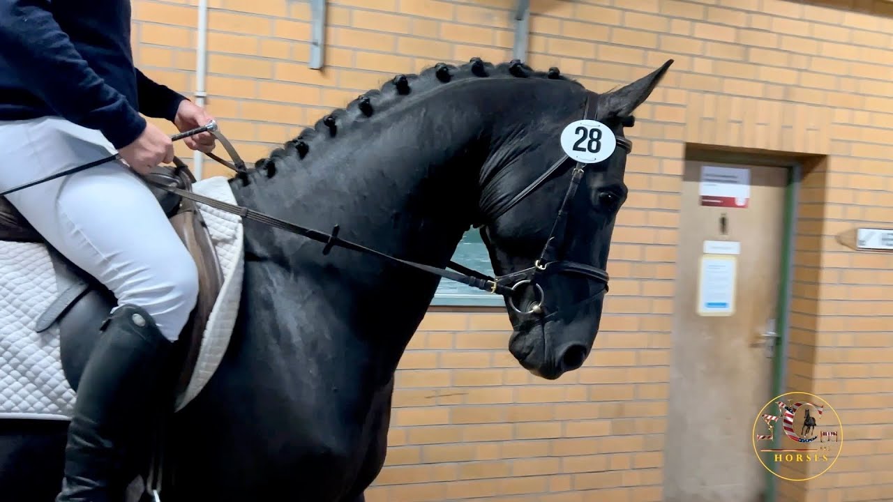UTTER GENIUS - Start of the 50-day stallion performance test. - YouTube