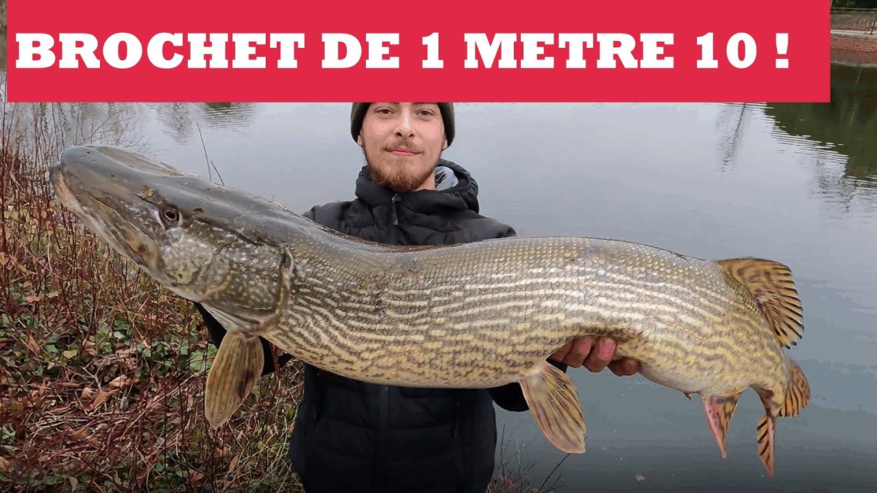 Brochet De 110 Cm Mon Nouveau Record Peche Du Brochet En Hiver