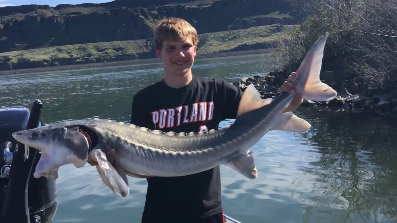 Sturgeon John Day Pool April 3 2016 - YouTube