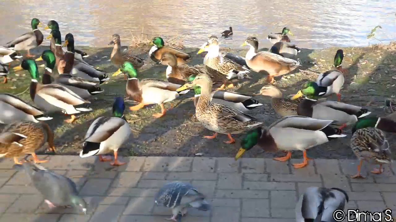 Mallard Ducks Quacking / Stockenten Quaken - YouTube