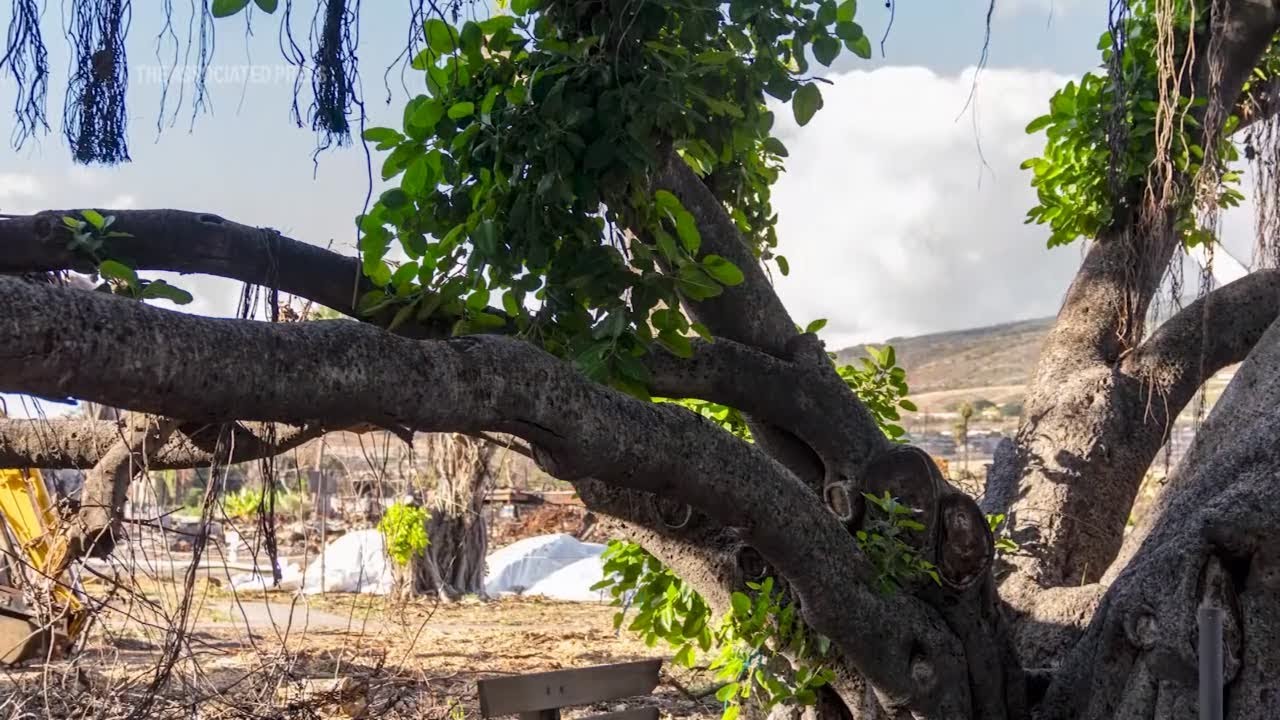 How Lahaina's more than 150-year-old banyan tree is coming back to life ...