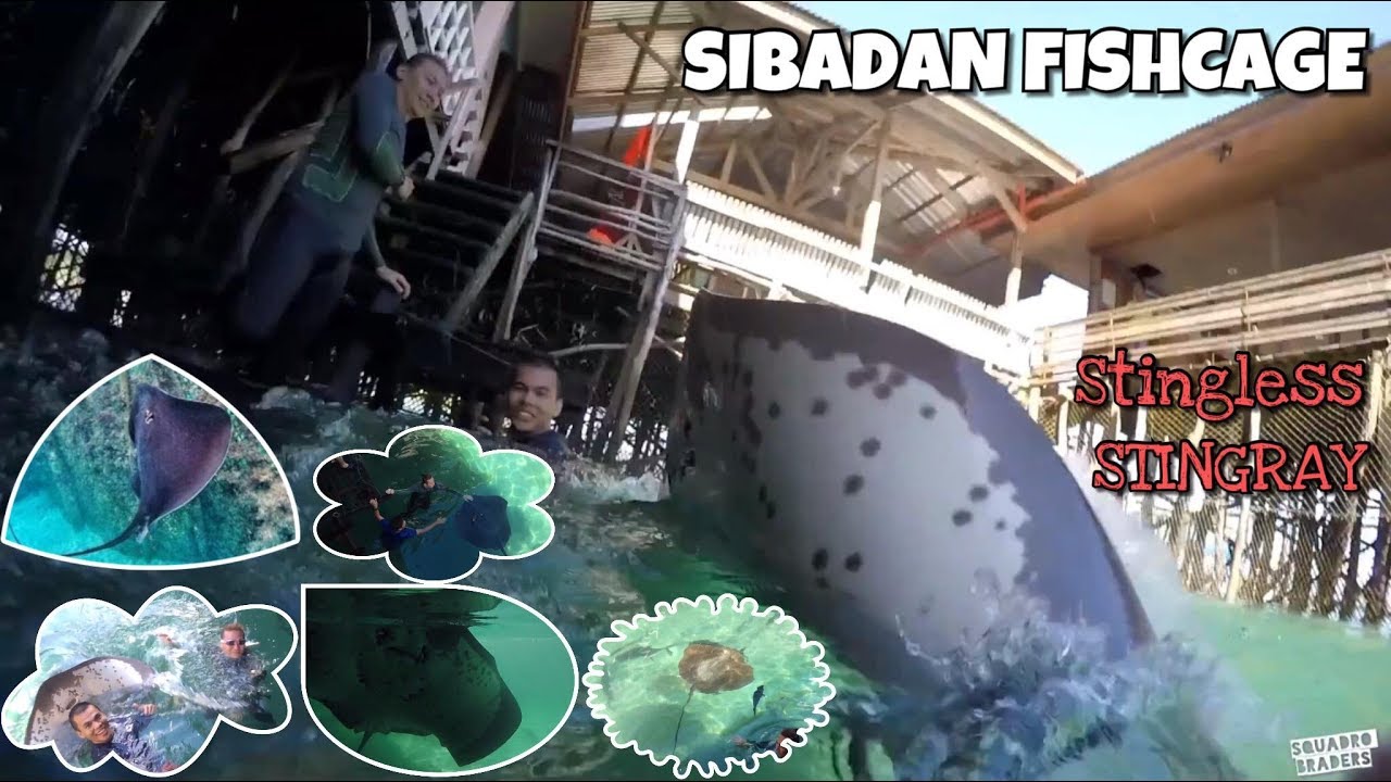 Brenda, The Friendly Stingray | Sibadan Fishcage - YouTube