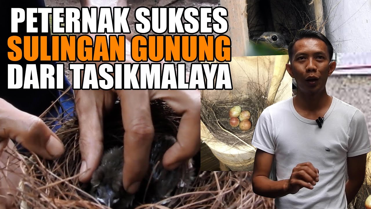SUKSES TERNAK BURUNG SULINGAN HANYA DI G4NG SEMP1T PINGGIR JALAN DI ...
