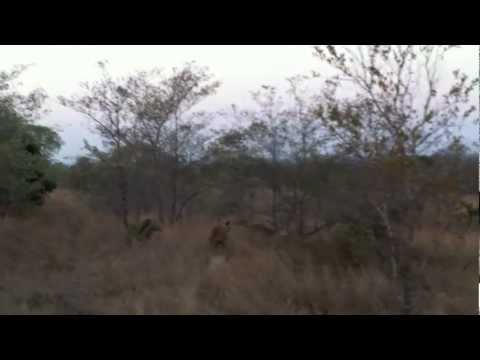 Wild dogs chase impala into a lion pride