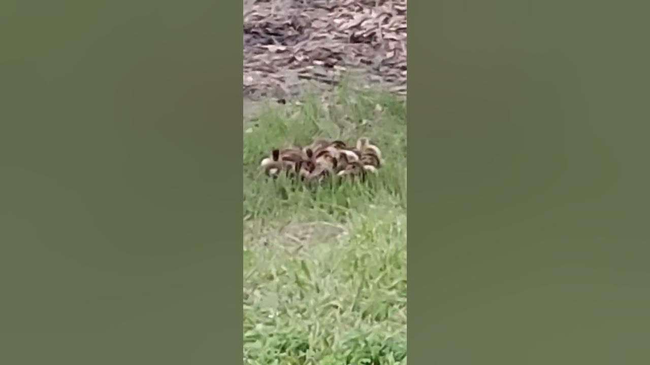 all 8 of my baby ducks - YouTube
