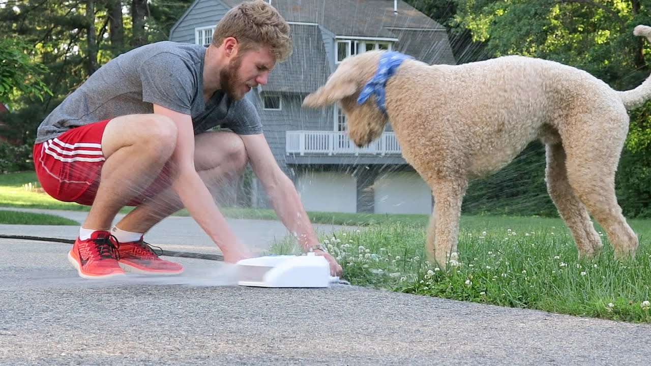 DOG WATER FOUNTAIN FAIL! (6.6.16) - YouTube