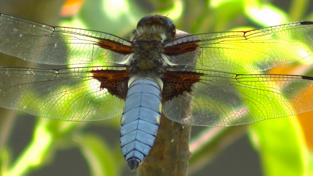 MACROBY ep. 7 - La libellula - YouTube