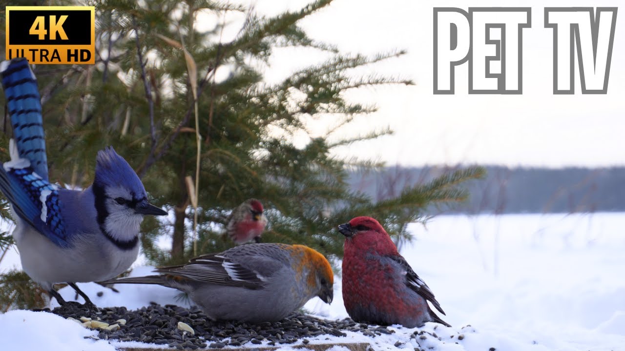 Close-Up View of Birds by an Icy Lake | TV for Cats and Dogs | Nature ...