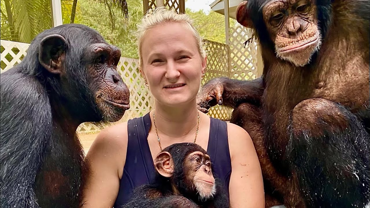 Chimps Try Vegan Hamburger Rice & Play In The Pool! - YouTube