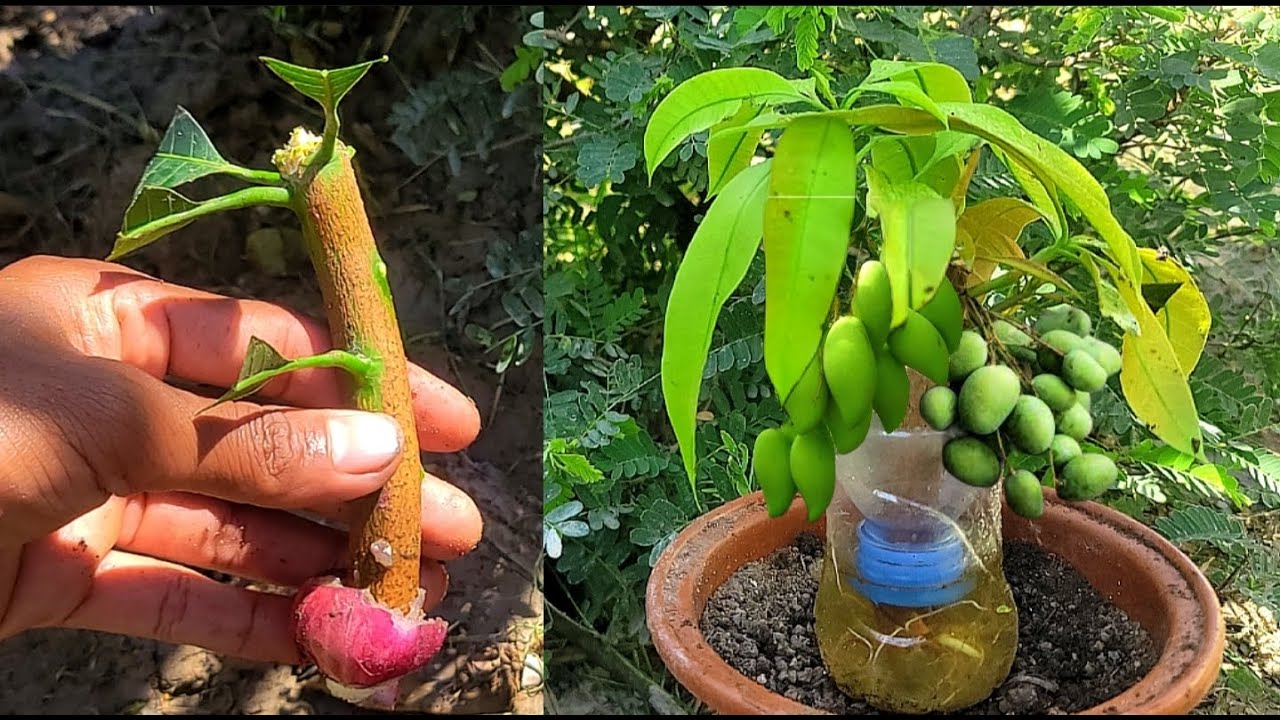 How to grow mango with red onion | Mango growing techniques with onions ...
