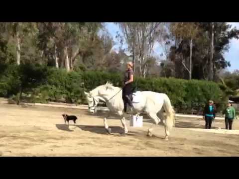 How to develop the working trot sitting - YouTube