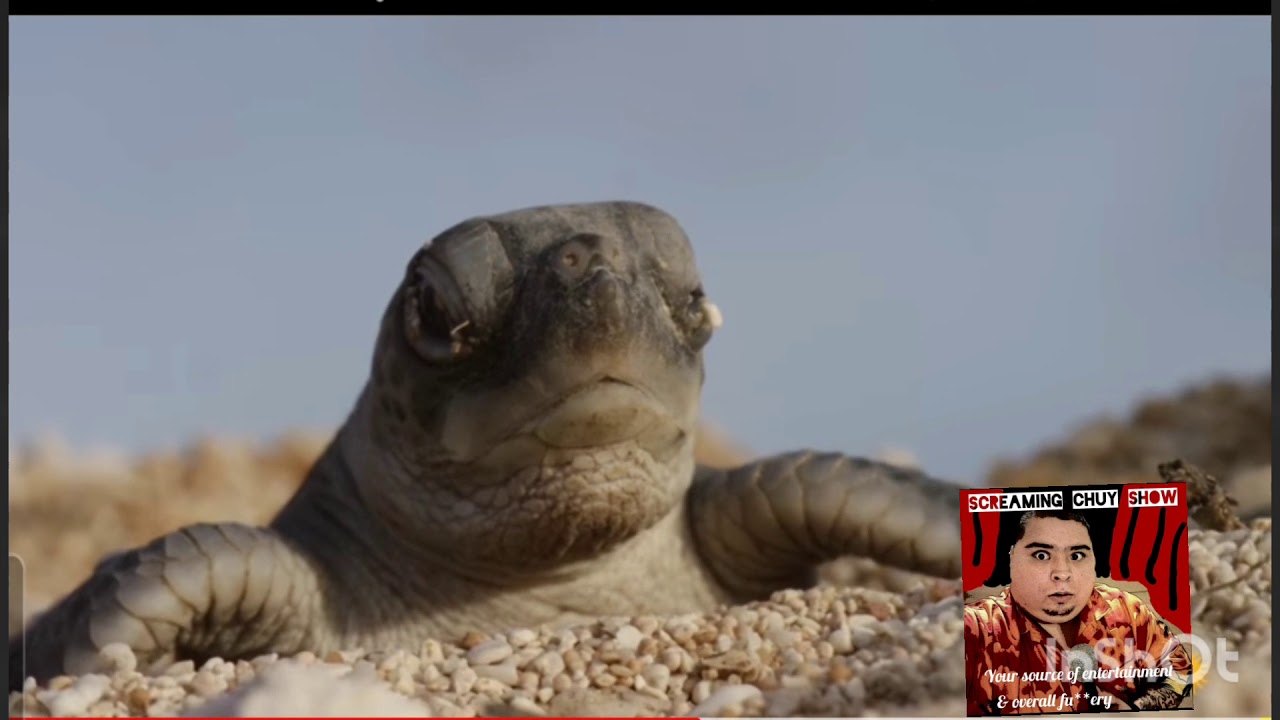 A turtles journey, narrated by Screaming Chuy - YouTube