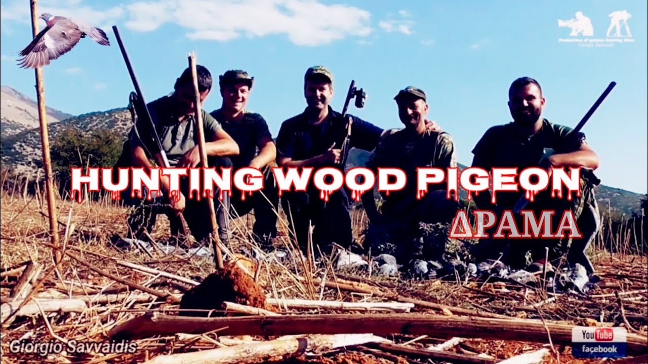 ΚΥΝΗΓΙ ΦΑΣΣΑΣ ΣΤΗ ΔΡΑΜΑ 2020... Hunting Wood Pigeon 2020 - YouTube