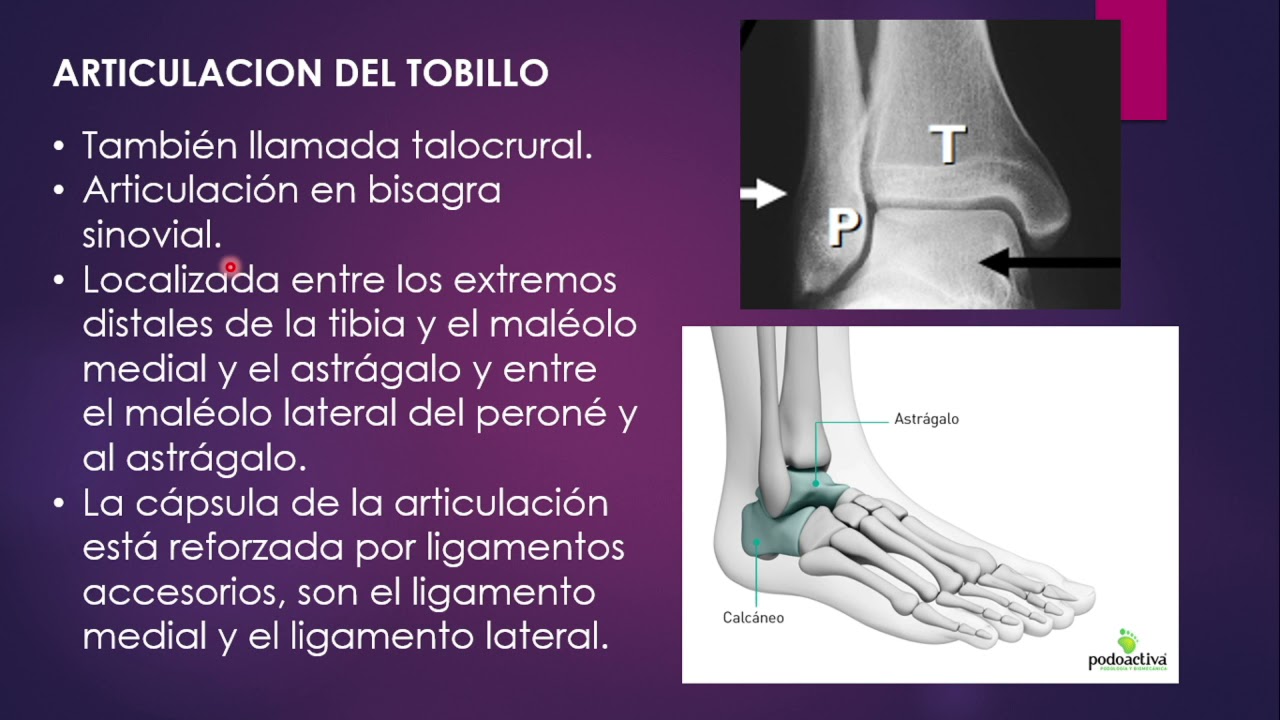 Anatomía Del Pie Ppt La Anatomía Del Pie Humano Es: Vector De Stock