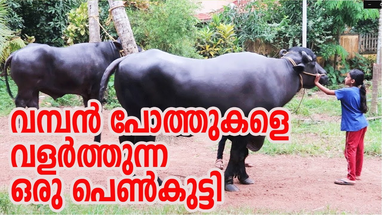 യൂനുസ്‌കയുടെ ഭീമൻ പോത്തുകൾ | Big Buffalo in Kerala | Murrah | kodinhi ...