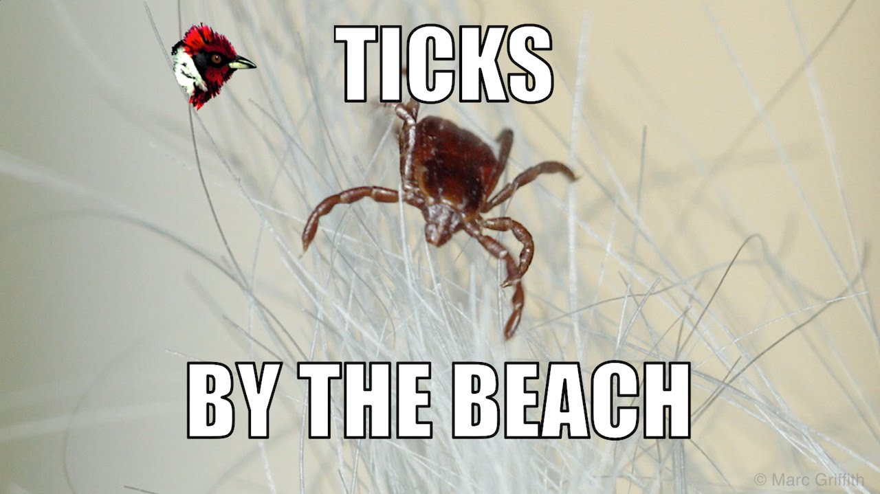 Blood sucking ticks on the beach. - Biodiversity Shorts #1 - YouTube