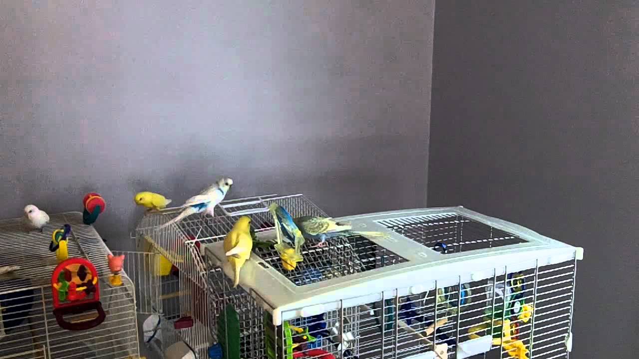 Budgies Fighting Over a Dandelion Leaf - YouTube