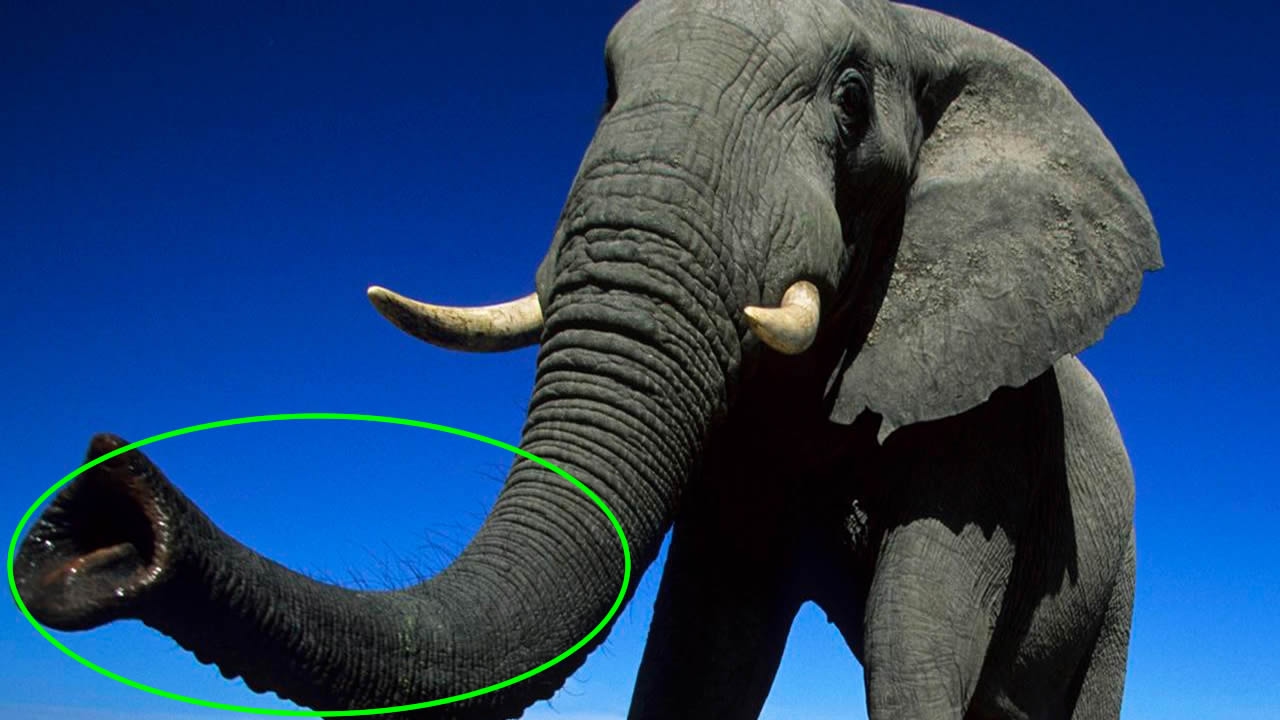 trunk-elephant ASL - YouTube