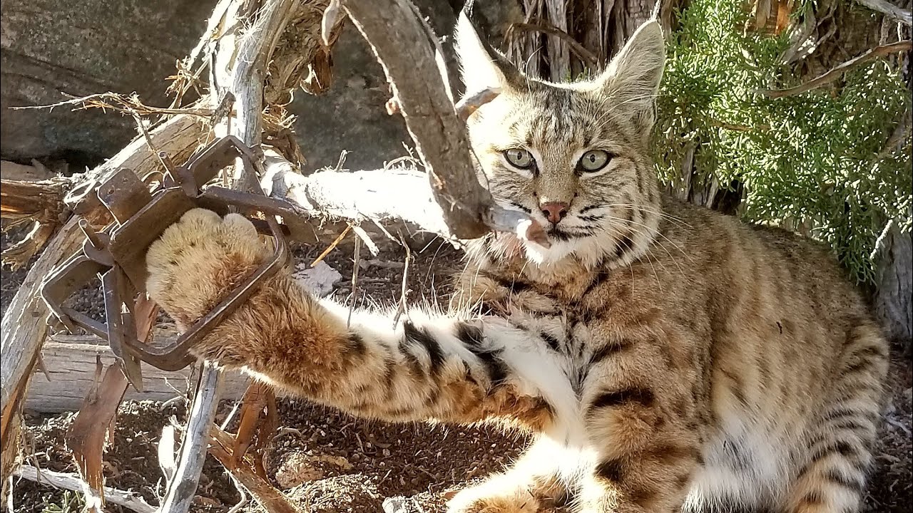 UT Bobcat trapping 2017 season 1st 2 weeks - YouTube