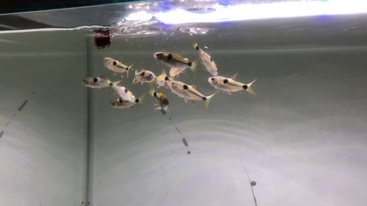 Exodon paradoxus(bucktooth tetra)feeding in slow motion. Barra’s fish ...