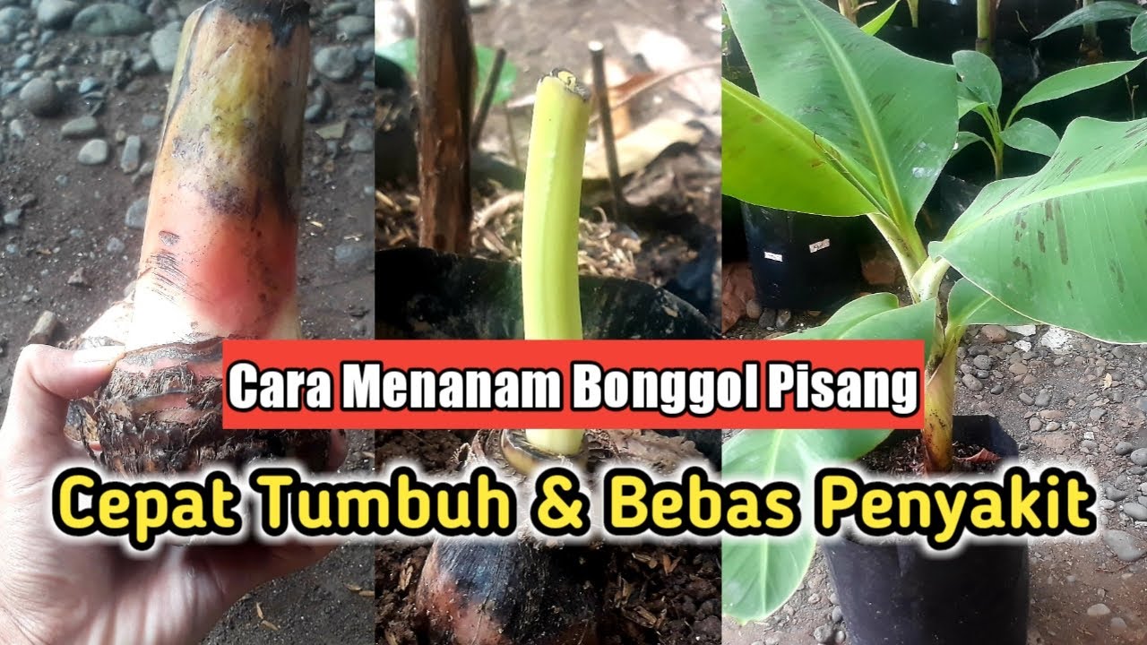 Cara Menanam Bonggol Pisang Agar Cepat Tumbuh Subur Bebas Penyakit Layu ...